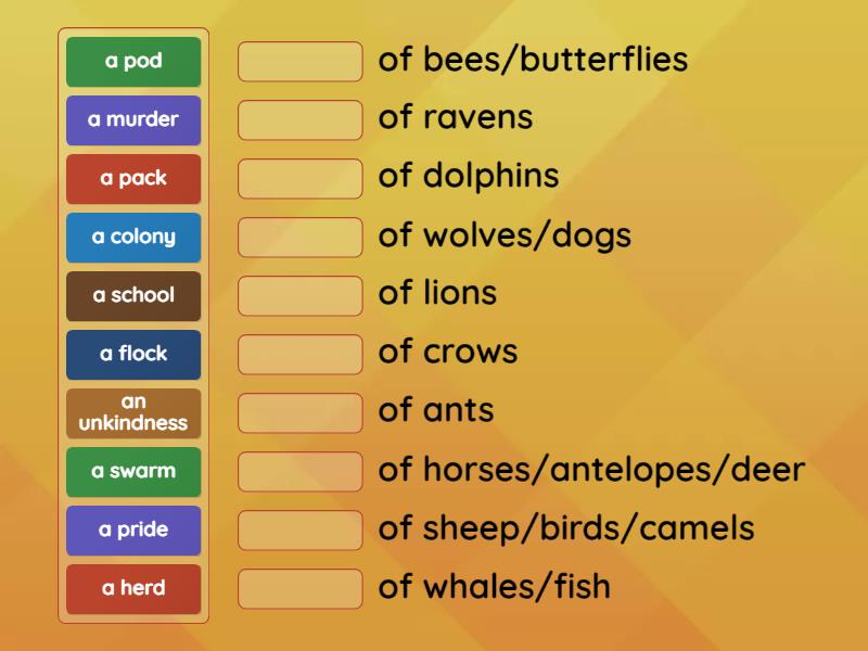 Collective nouns for animals - Match up