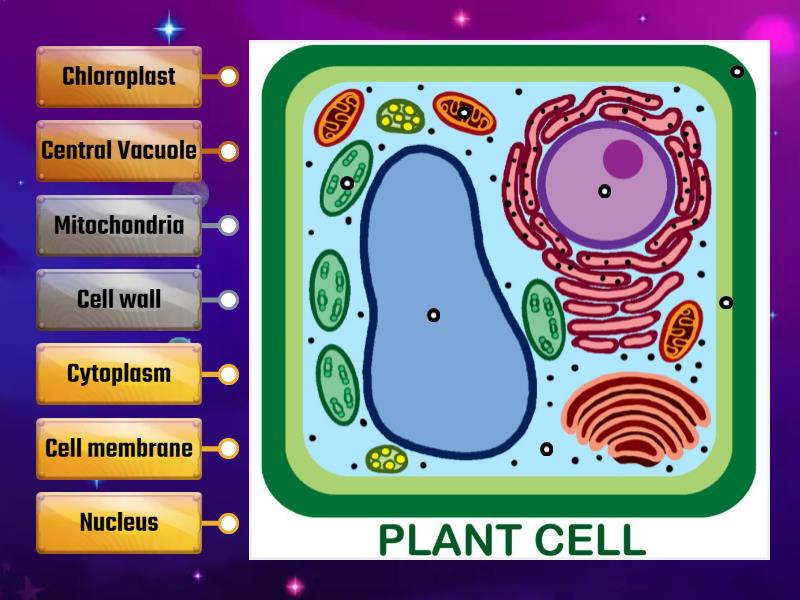 Plant cell labelling - Labelled diagram