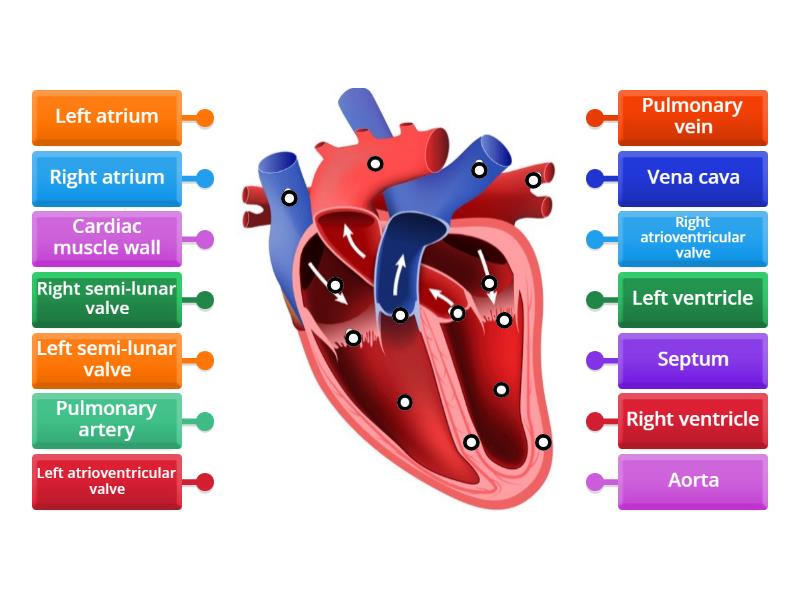 Heart labelling diagram - Labelled diagram