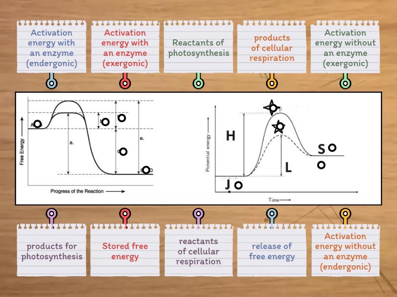 Activation Energy Graphs - Labelled diagram
