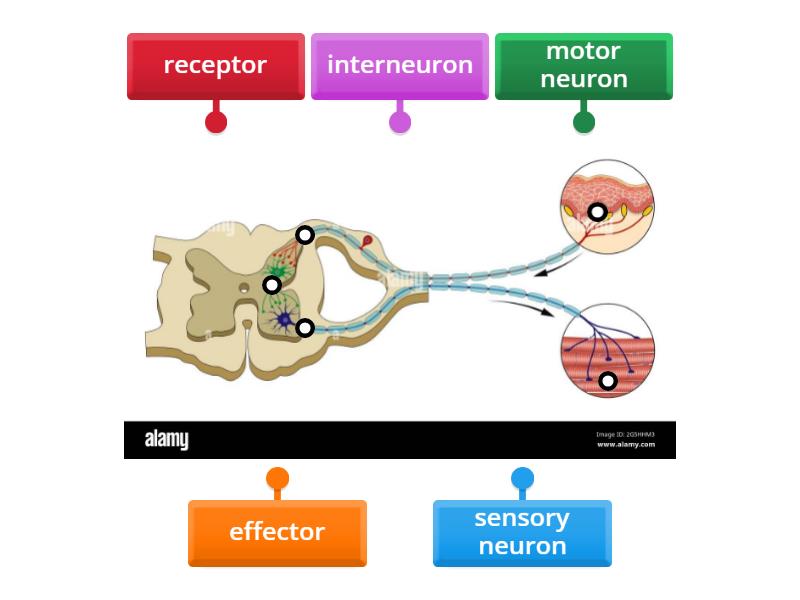Reflex Arc - Labelled diagram