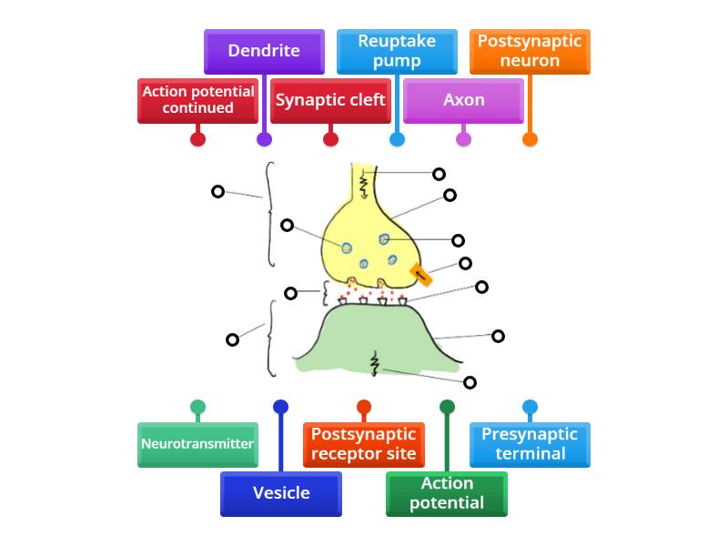Synaptic transmission - Labelled diagram