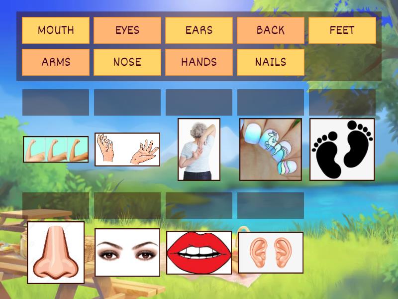 BODY PARTS - Match up