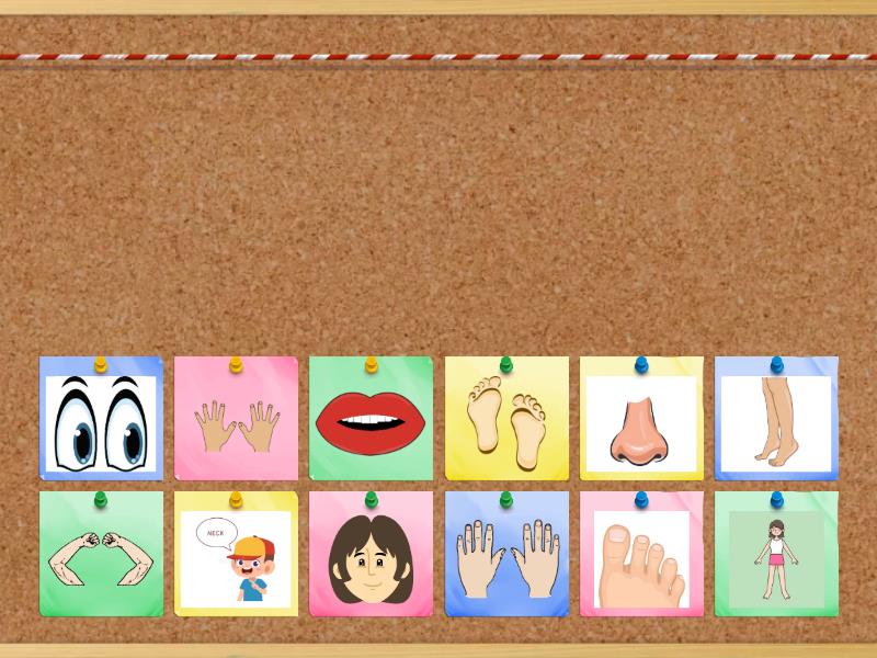 Body Parts - Find the match