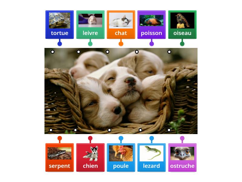 french animals - Labelled diagram