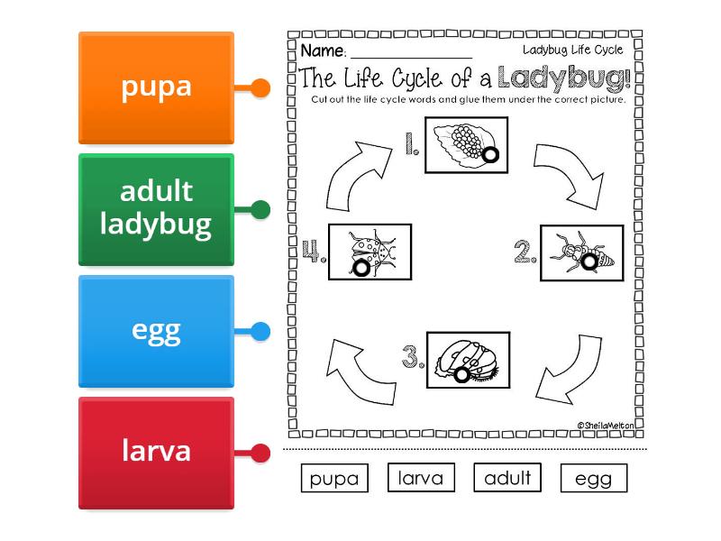 Life Cycle of a Ladybug Labeled Diagram - Labelled diagram