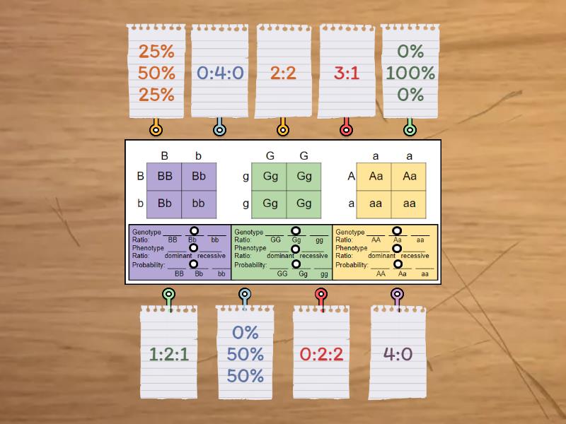 Punnett Square Diagram #3 - Labelled diagram