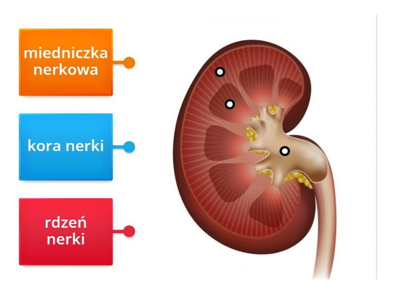 budowa nerki - Rysunek z opisami