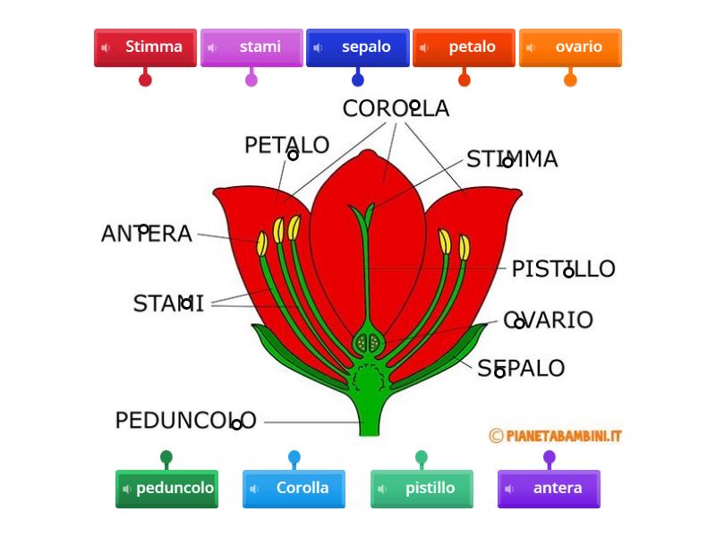 Le parti del fiore - Labelled diagram