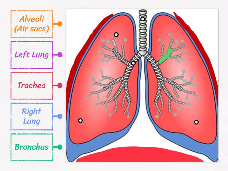PRACTICE ACTIVITY: Parts of the Lungs - Labelled diagram