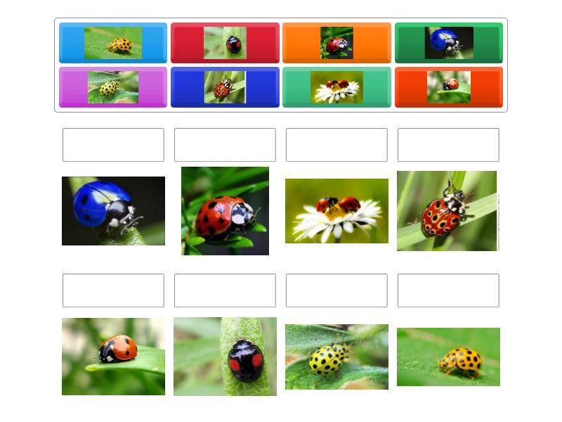 Ladybug - Match up