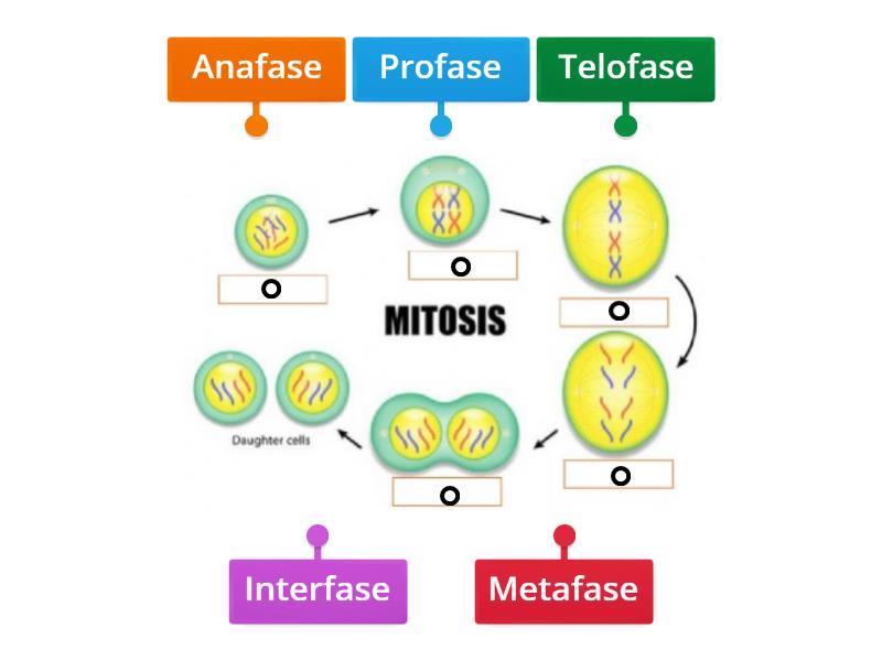 Mitosis - Labelled diagram