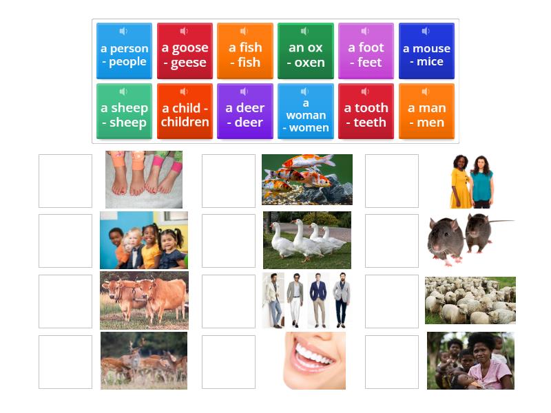 Irregular Plural Nouns - Match up