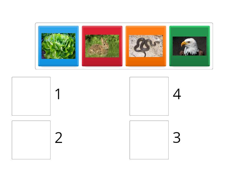 FOOD CHAIN - Match up