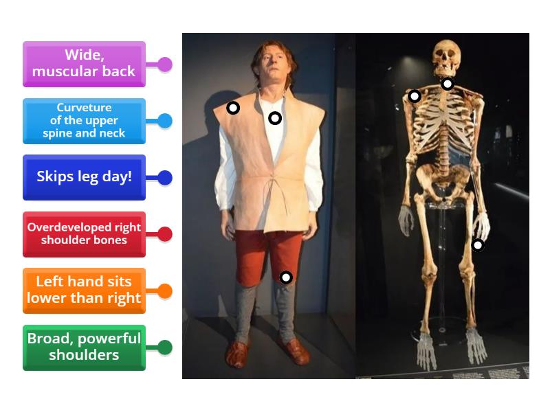 Anatomy of an English Longbowman - Labelled diagram