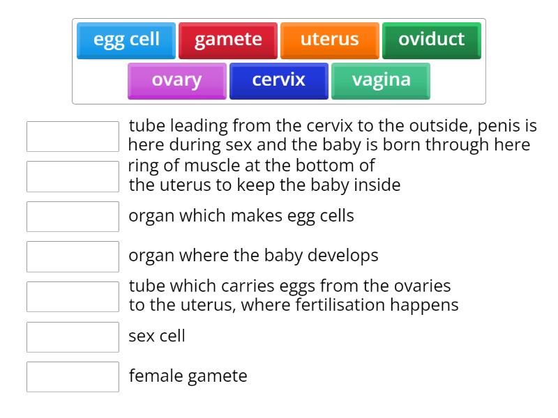 Female reproductive system - Match up