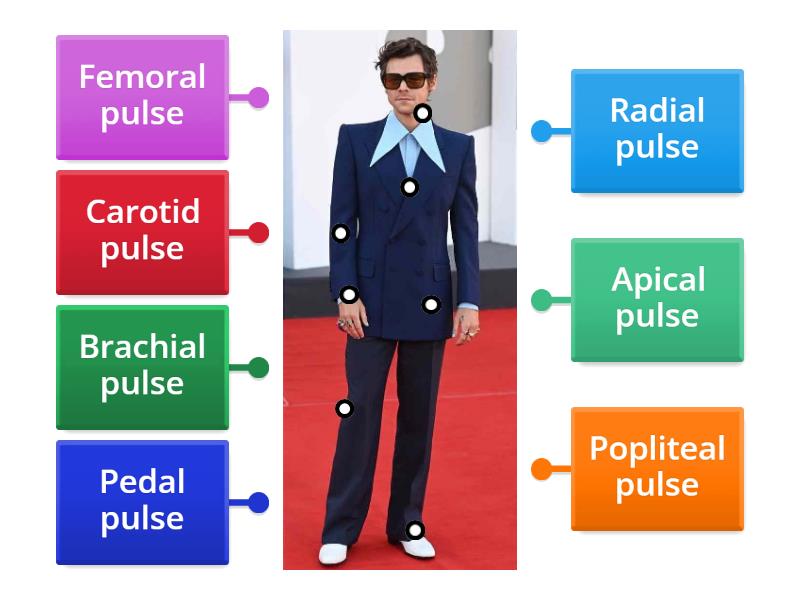 Pulse points - Labelled diagram