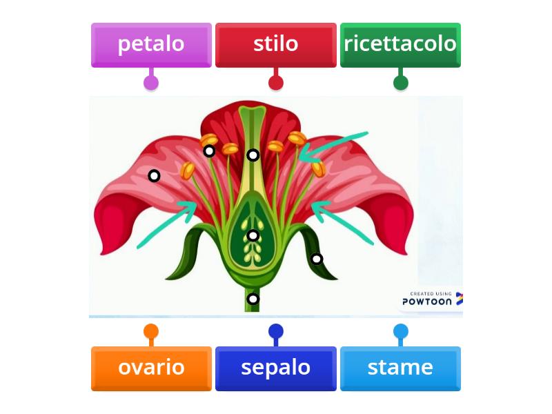 le parti del fiore - Labelled diagram