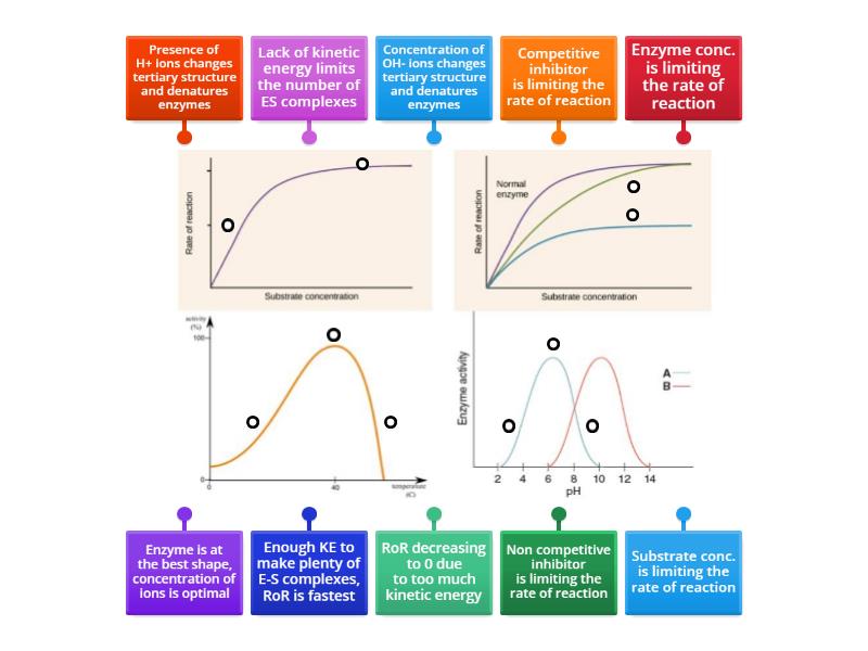 Enzyme rate graphs - Labelled diagram
