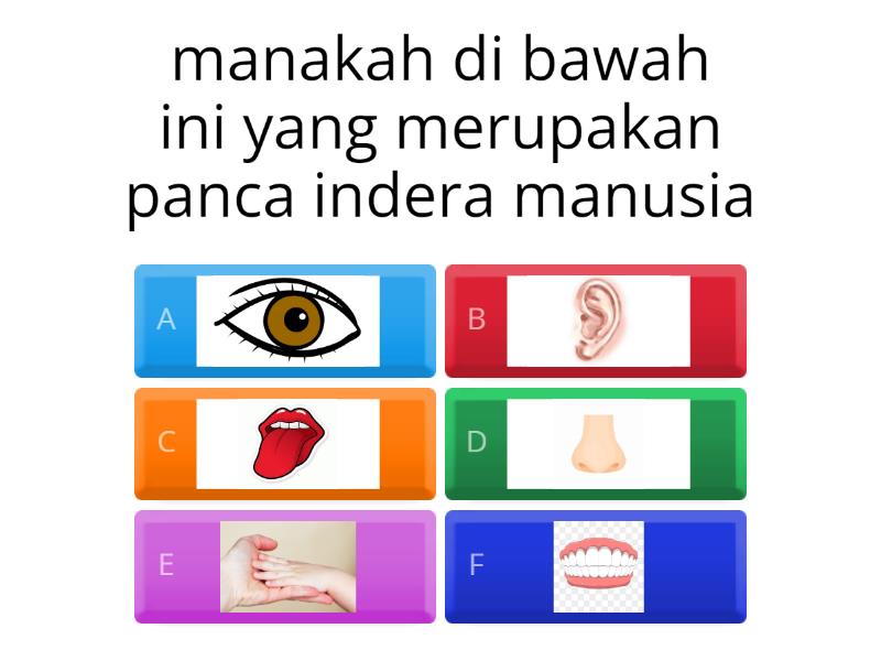 Quis mengenal fungsi panca indera manusia - Quiz