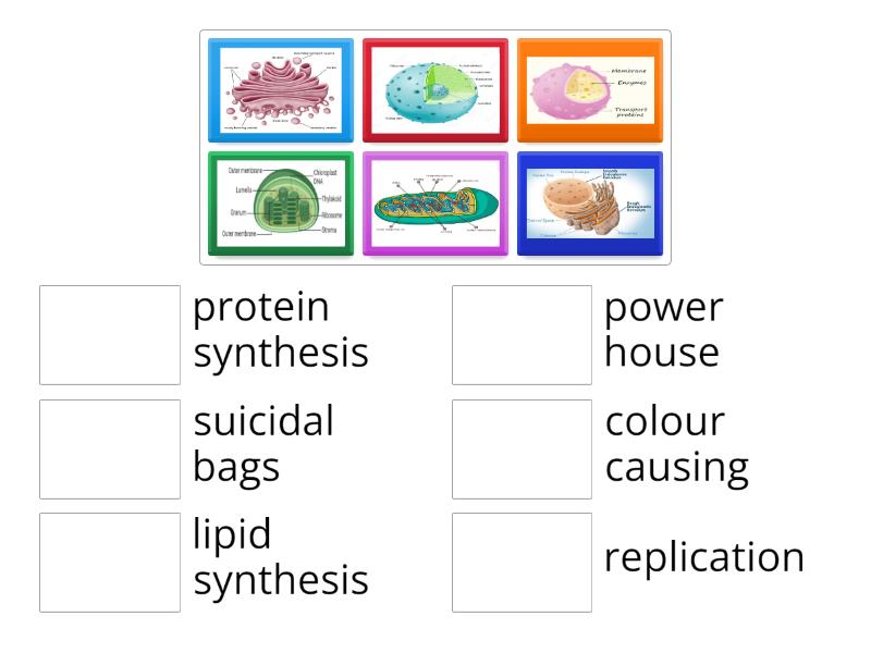 Cell Organelles Matching Game - Match up