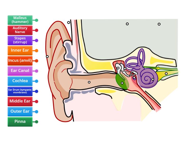Label the Ear - Labelled diagram