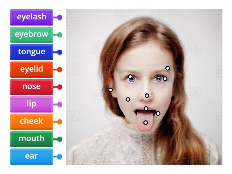 Body: face - Labelled diagram
