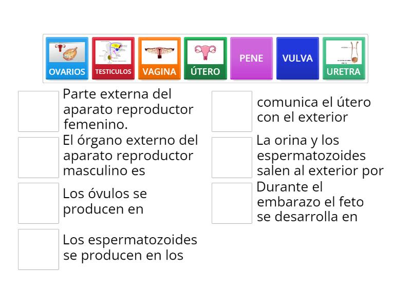 APARATO REPRODUCTOR REPRODUCTIVE SYSTEM - Une las parejas