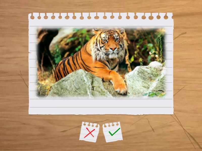 K1 WEEKS 24 AND 25 FLASH CARDS - Tarjetas flash