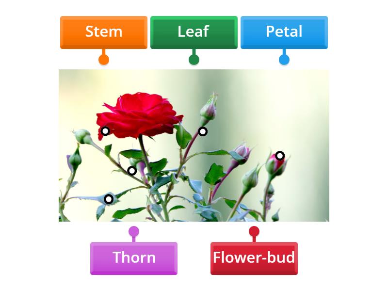 A rose - Labelled diagram