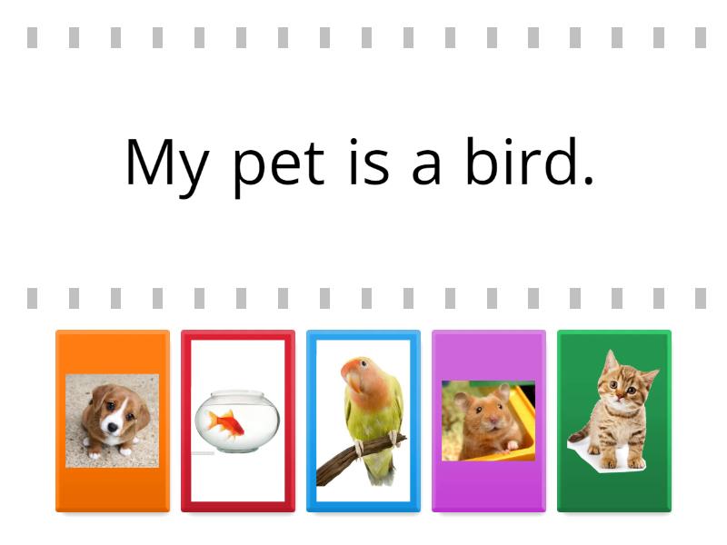 Pets - Find the match