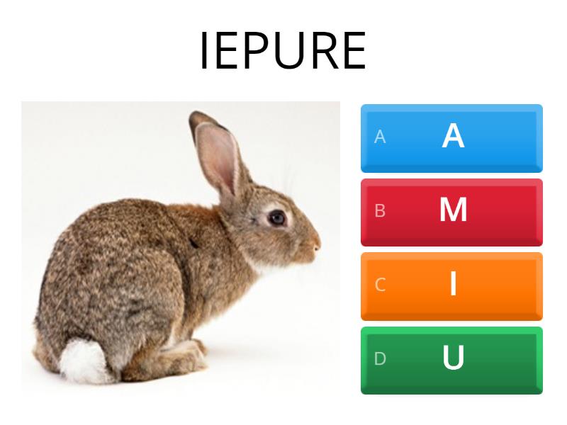 sunetul initial - Quiz