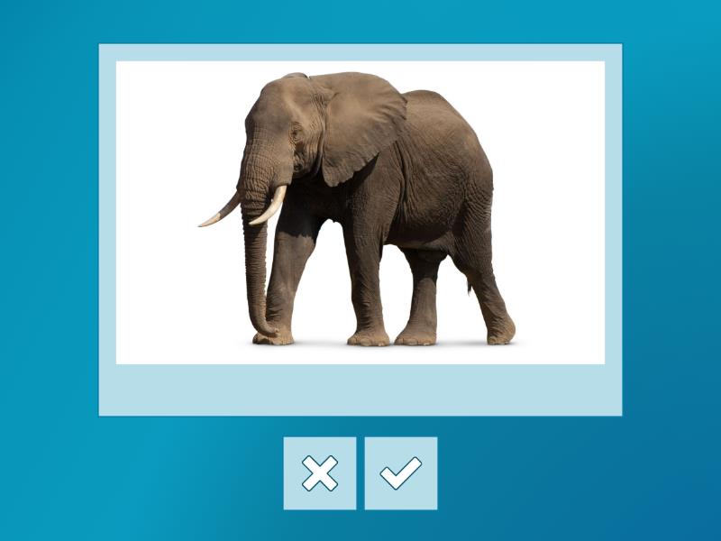 what is it? - Flash cards