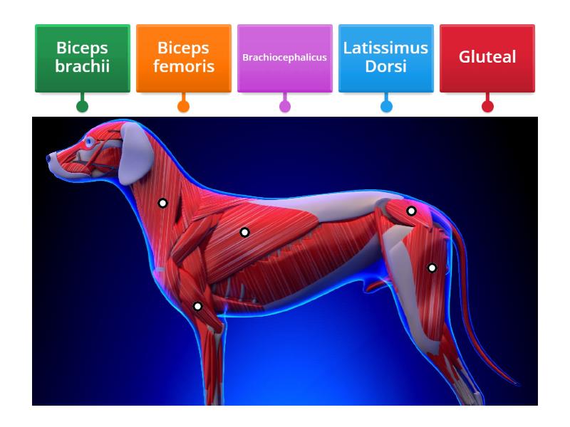 The Muscles of the Dog - Labelled diagram