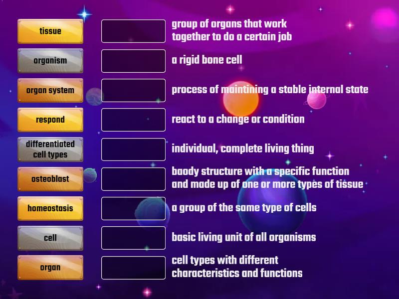 Science 6 B Unit 5 Body Systems - Match up