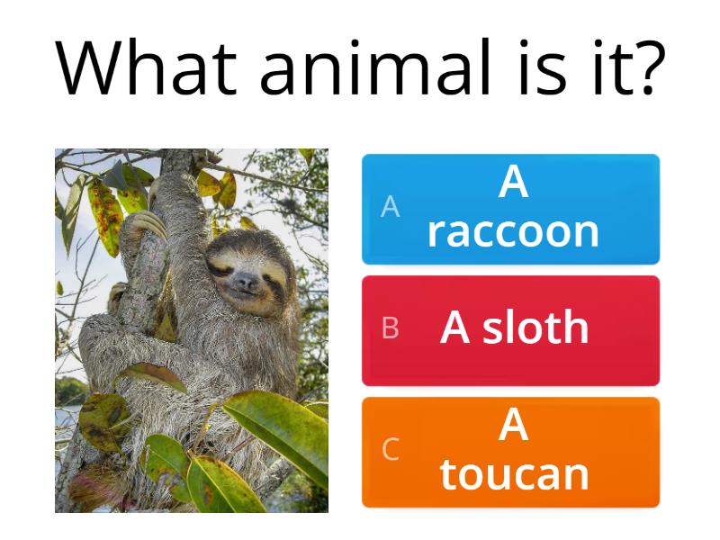 Rainforest fauna and flora - Quiz