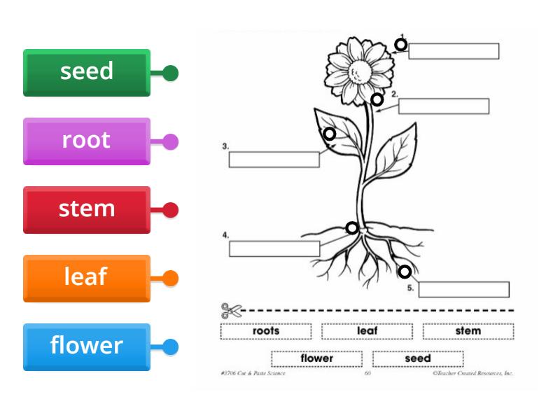 Label the parts of the plant - Labelled diagram