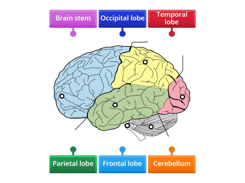 Neuropsych brain diagram - Labelled diagram