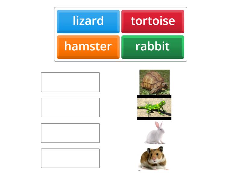 Beehive 1 Unit 5 hamster / rabbit / tortoise / lizard - Match up