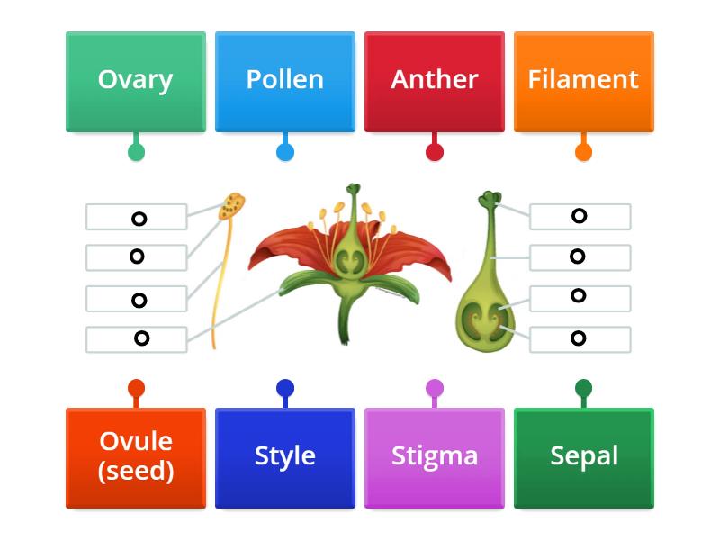 Label the parts of the flower - Diagrama con etiquetas