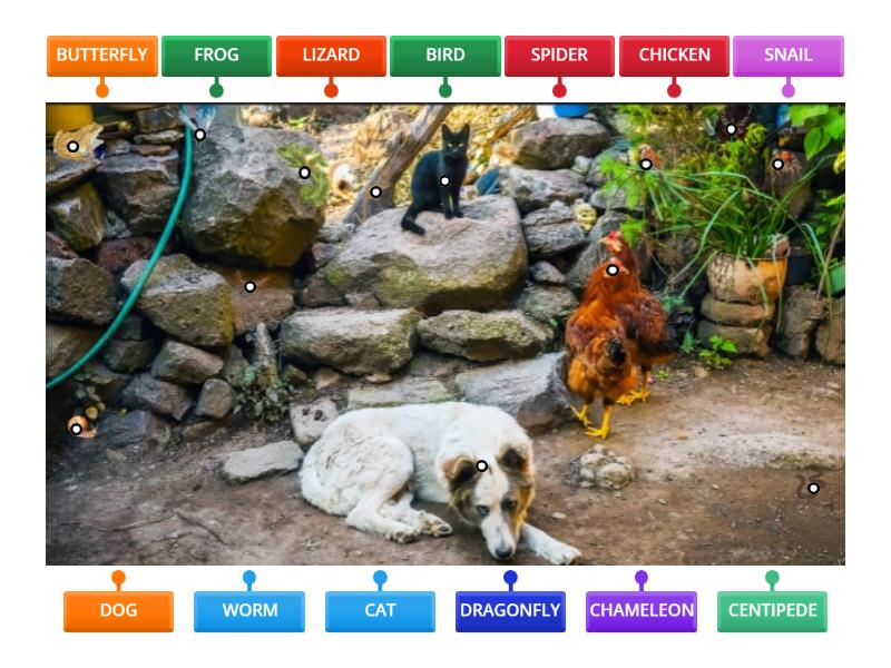 SPOT THE ANIMALS - Labelled diagram