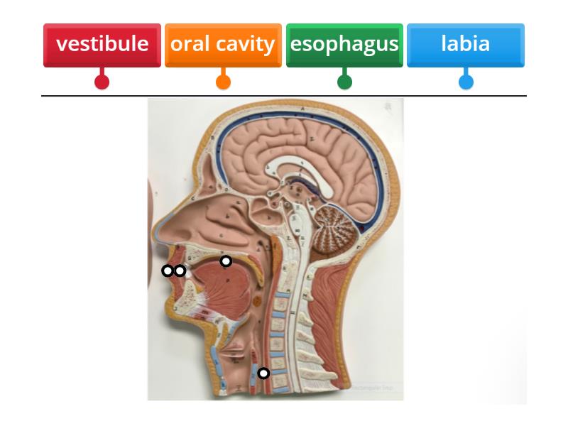 mouth flat head model - Labelled diagram
