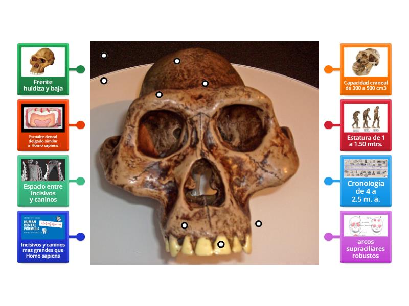 Australopithecus afarensis "Lucy" - Labelled diagram