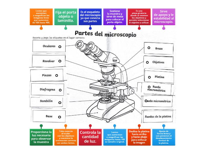 Partes del Microscopio y su funcion (Dibujo) - Labelled diagram