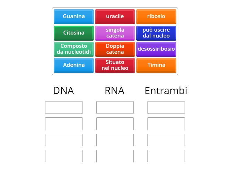 Differenze DNA e RNA - Group sort