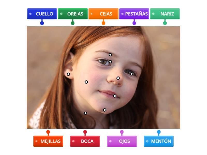 PARTES DE LA CABEZA - Diagrama con etiquetas