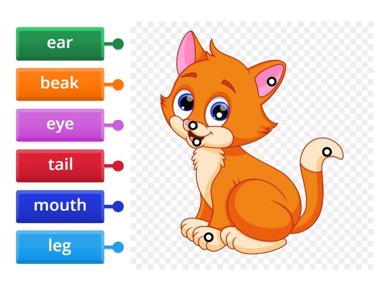 animal body parts - Labelled diagram
