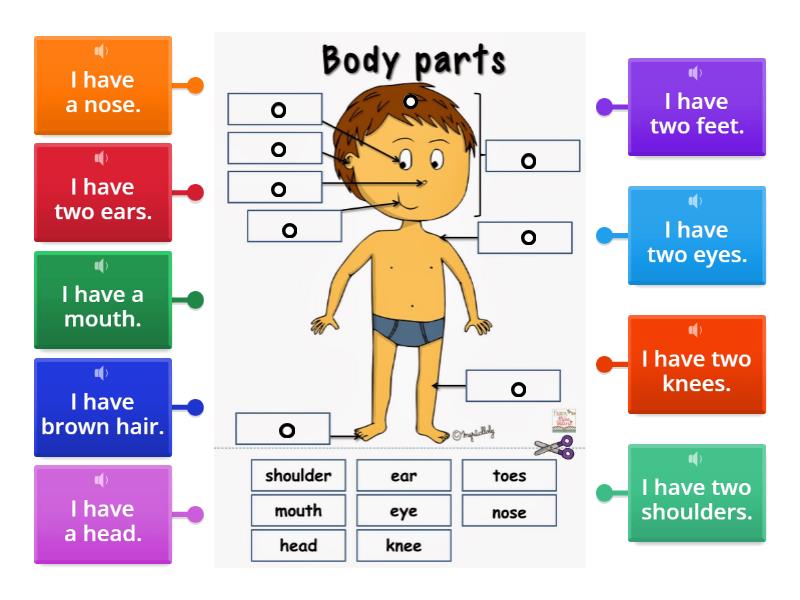 Body Parts (Match) - Labelled diagram