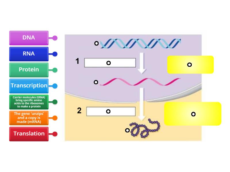 Protein Synthesis - Labelled diagram