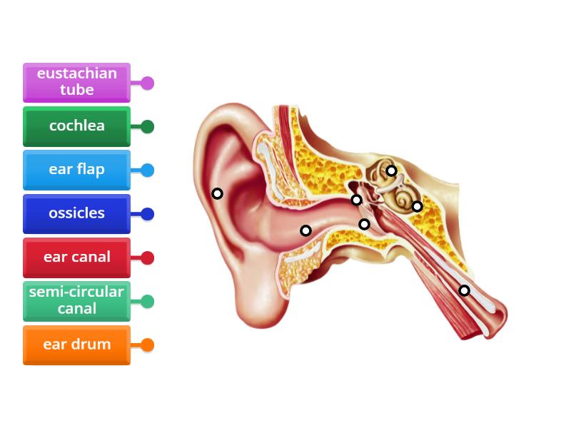 LABEL THE PARTS OF THE EAR - Labelled diagram
